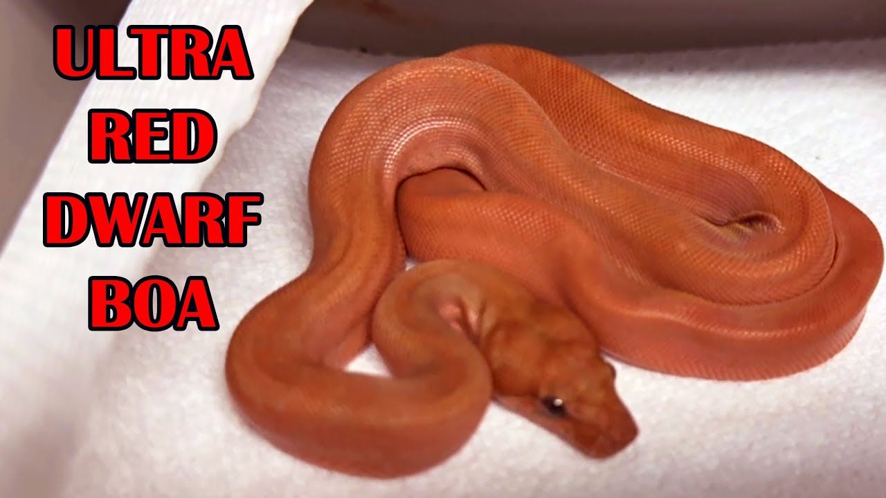 RED BOAS & BALL PYTHON PAIRING LOCKS! - YouTube