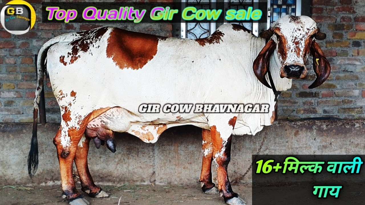 16+Milking Gir Cow Fore Sale {16Plus Liter Vali Gay}Gir Cow Bhavnagar ...