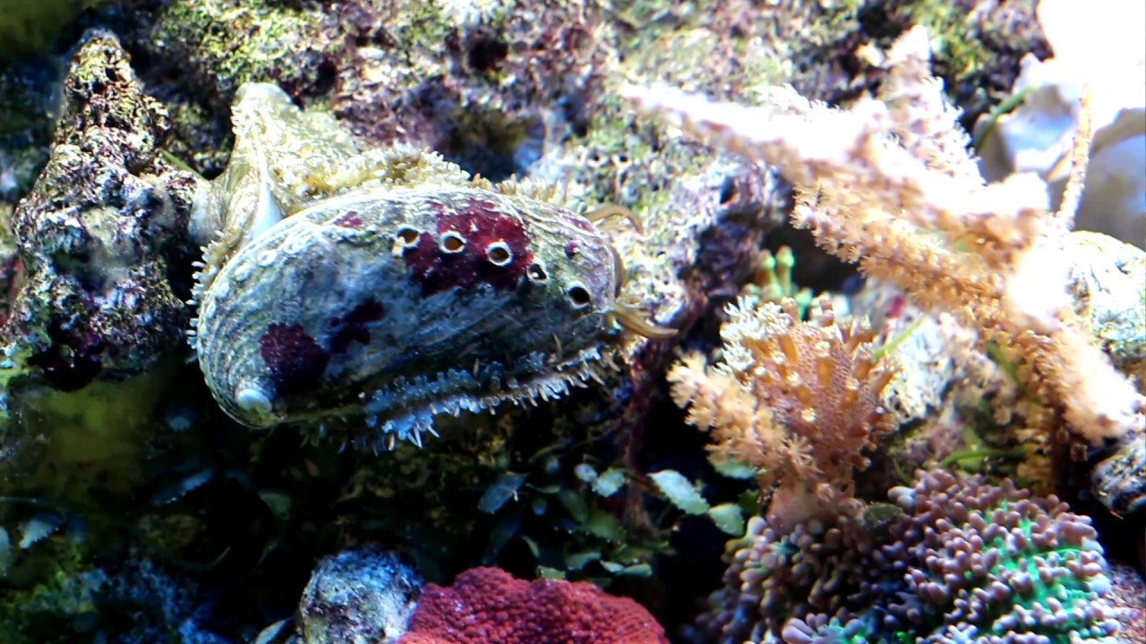 Haliotis sp. - Abalone - YouTube