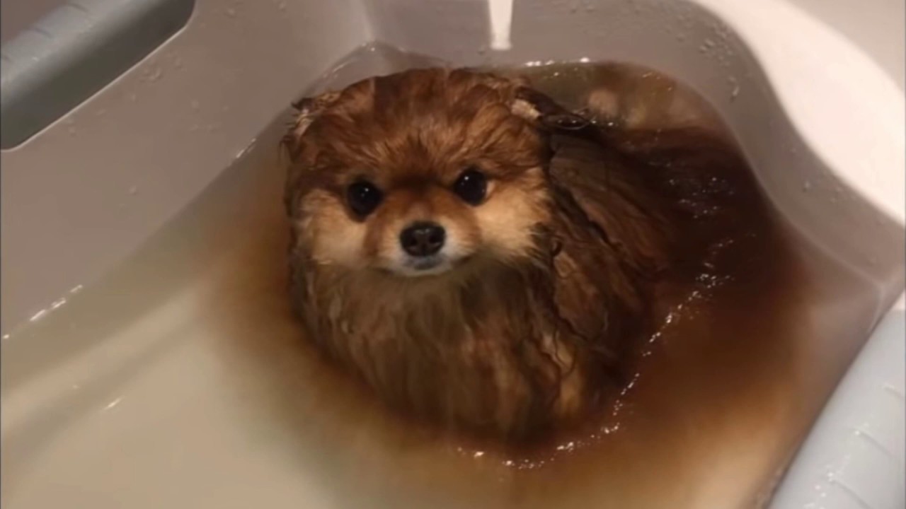 dissolving my dog in hydrochloric acid - YouTube