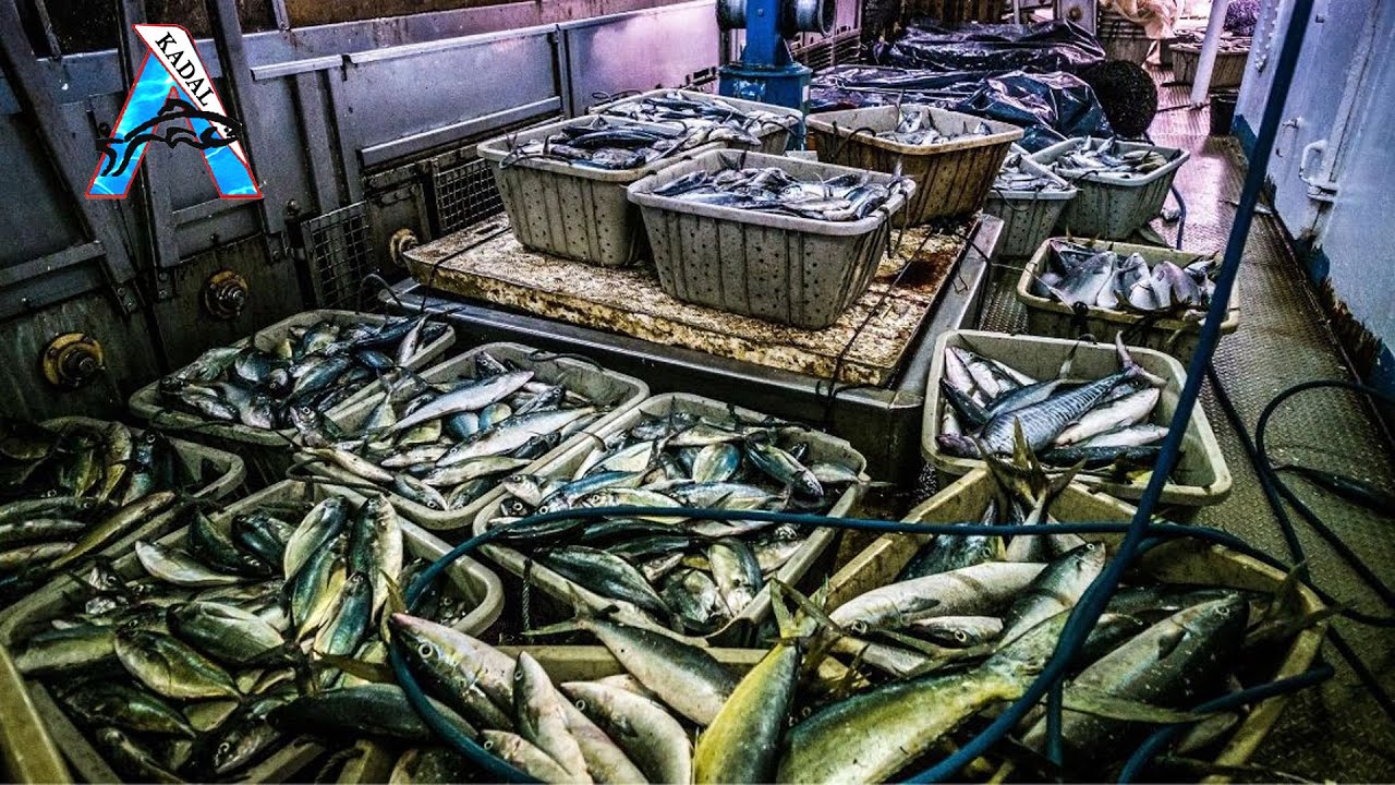 LIVE : Unbelievable Most Advance Fishing - Big Catch Hundreds Tons Fish ...