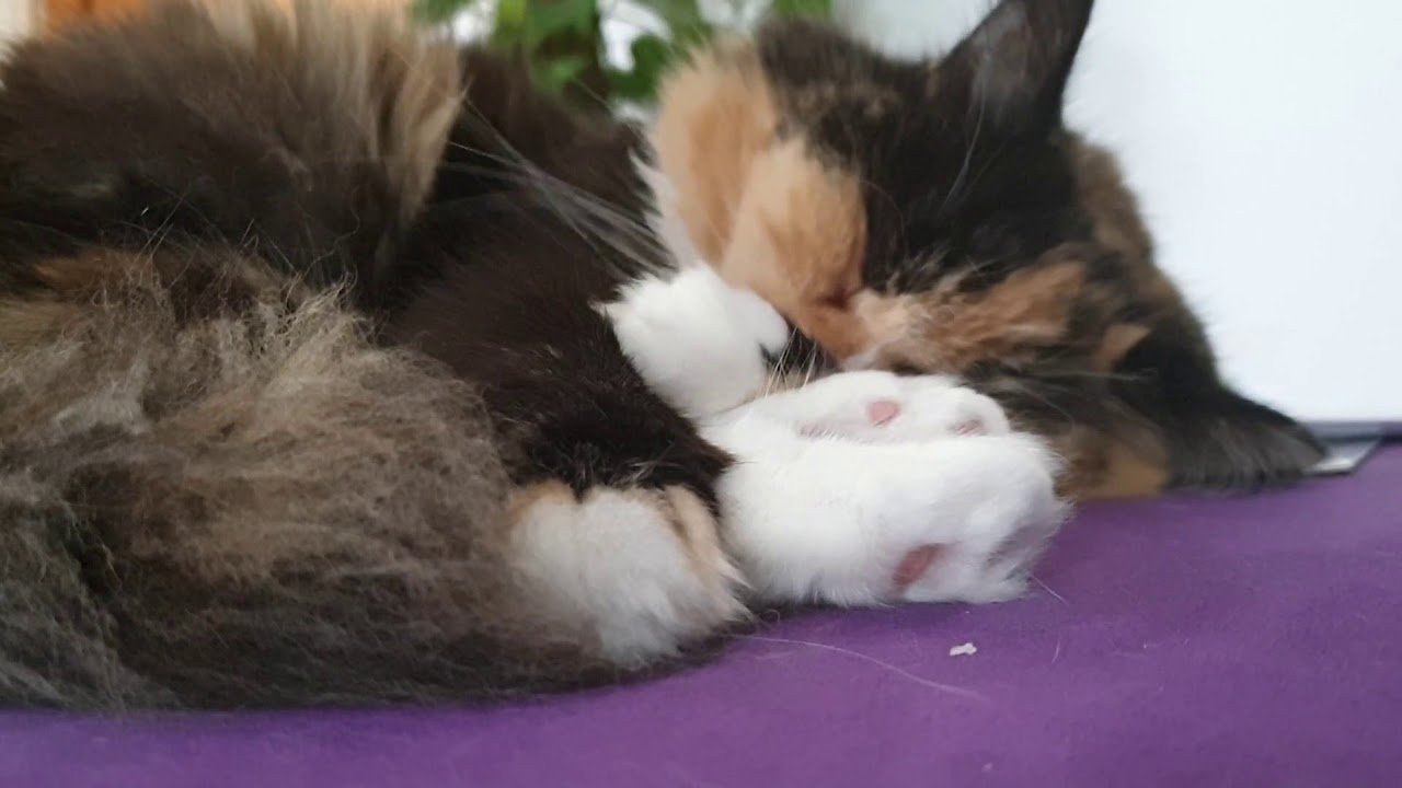 Schlafende Katze 2019 NEU - YouTube