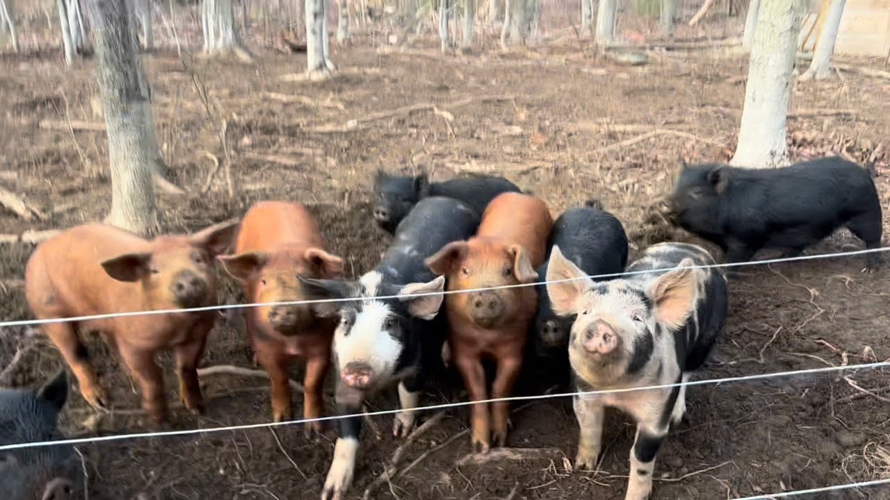 HUNGRY PIGS! All They Do Is Eat! - YouTube