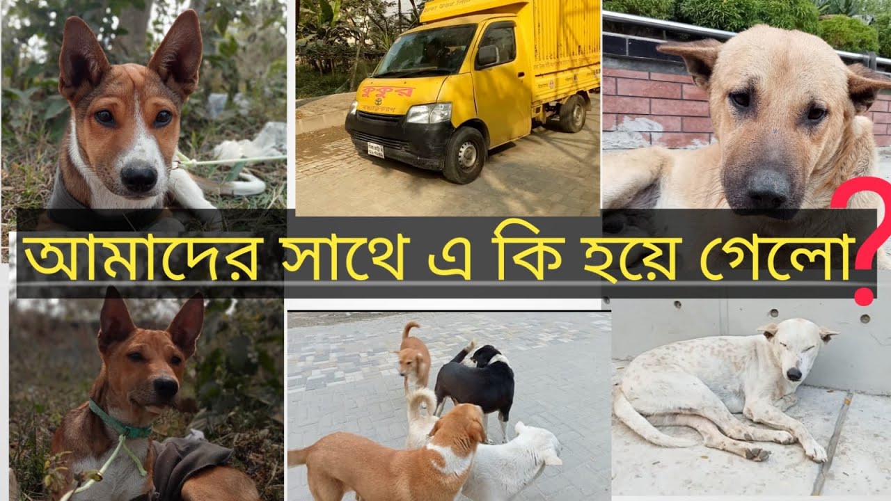 What happened to the stray dogs?: José, The Golden Retriever #dogvideo ...