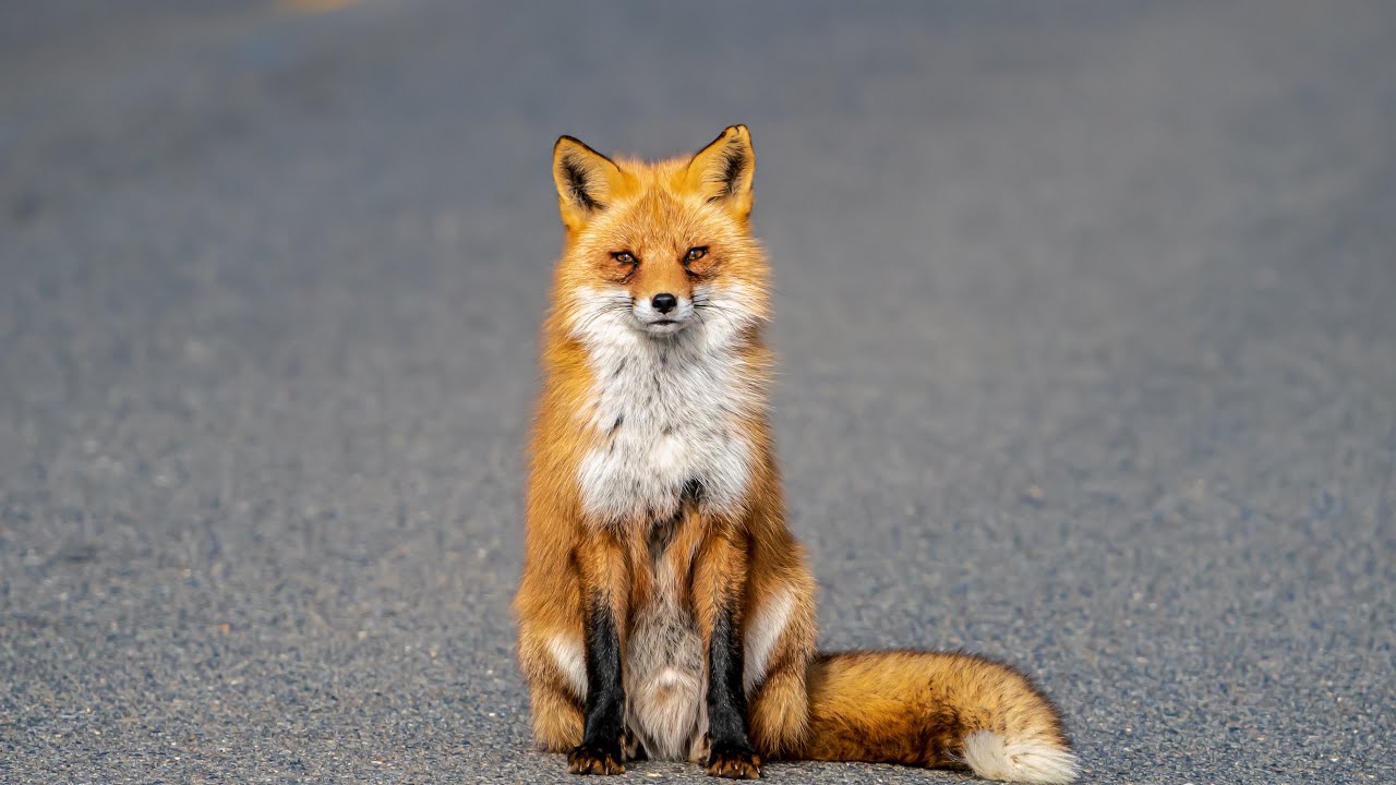 Red fox poses for its portrait🦊 - YouTube
