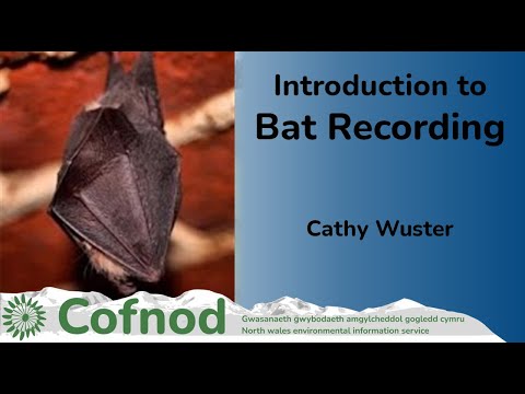 Introduction to Bat Recording - Online Course - YouTube