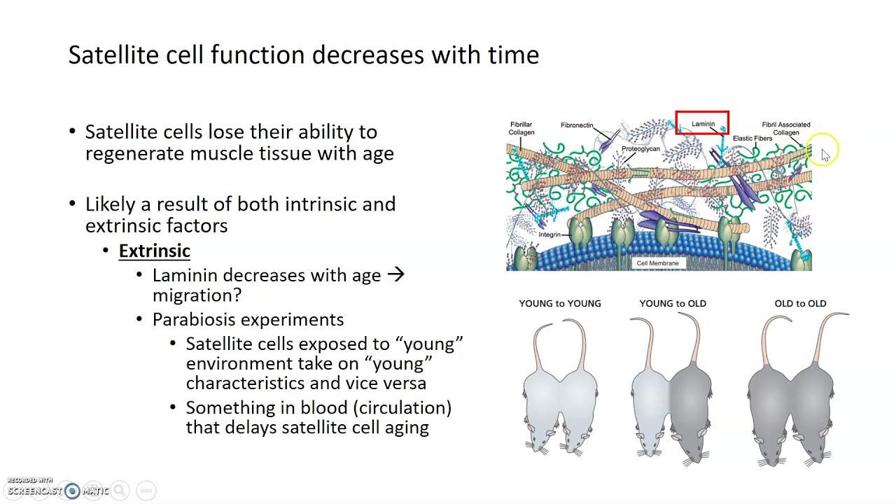 Satellite Cell Function and Aging - YouTube