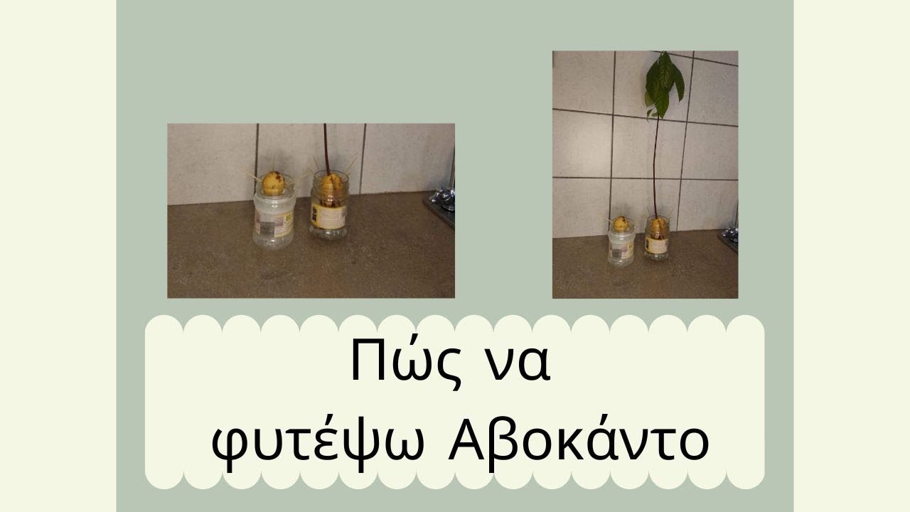 Πως Να φυτέψω Αβοκάντο Από Κουκούτσι 🥑 | How To Plant Avocado From Seed ...