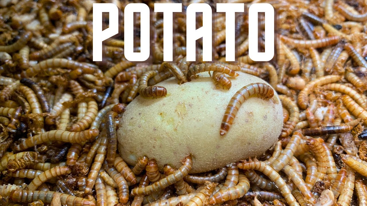 1000 Worms vs “Potato”🥔 - YouTube