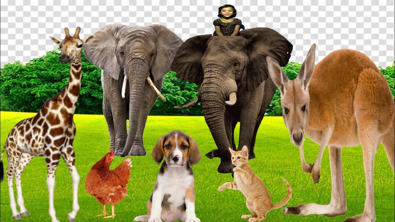 Funny farm animal moments, cows, sheep,chickens, pigs, horses... Animal ...