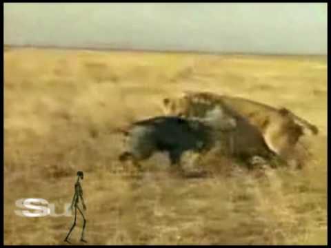Boar gets Mangled by Lion, chased by an elephant! - YouTube