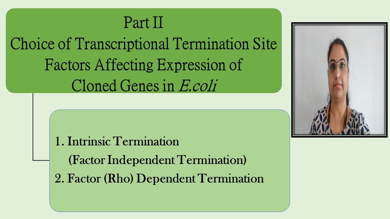 Transcriptional Termination Choice for expression Vectors in E.coli - YouTube