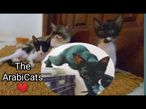 Arabicats | The Arab Cat And Kittens | Cat Family #arabiancats - YouTube