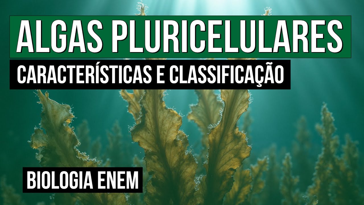 ALGAS PLURICELULARES: características e classificação | Biologia para o ...
