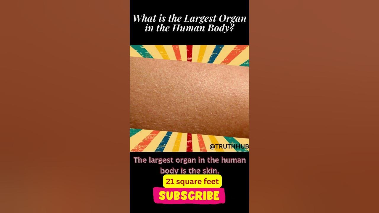 What Is The Largest Organ In The Human Body TRENDING TRUTH HUB what-is-the-largest-organ-in-the-human-body-trending-truth-hub