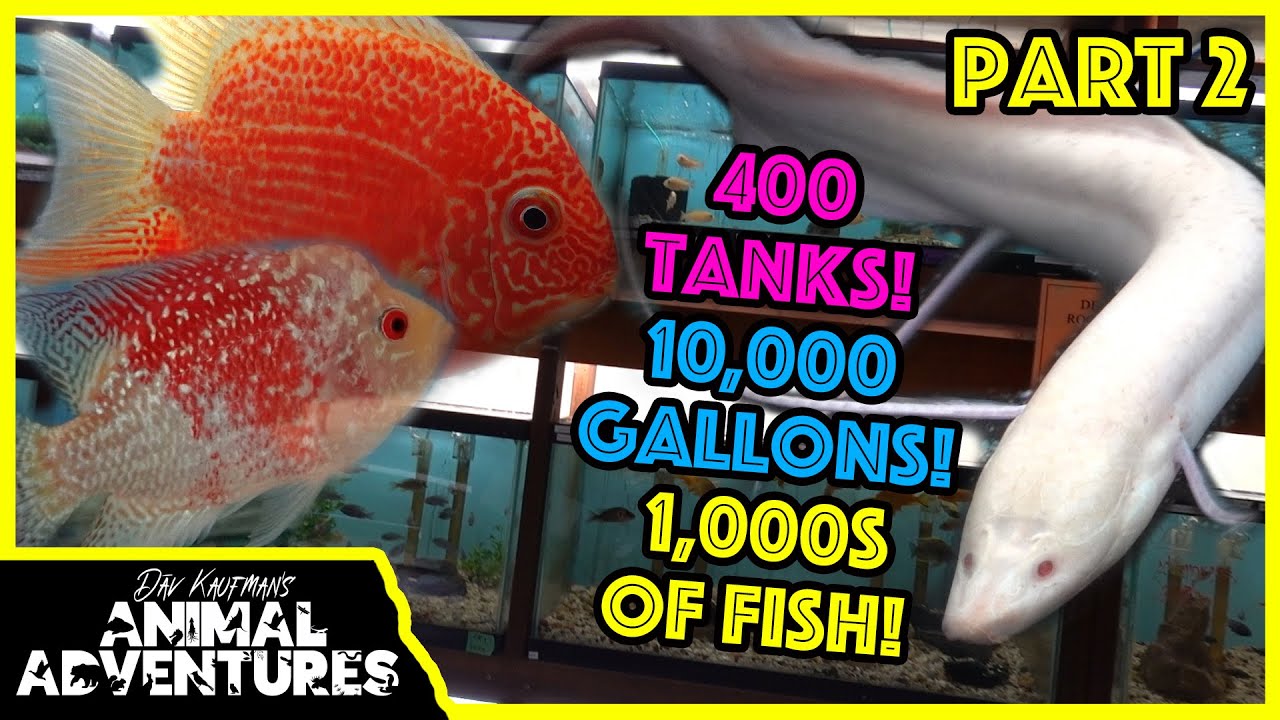 Incredible FISH STORE tour - Part 2 - YouTube