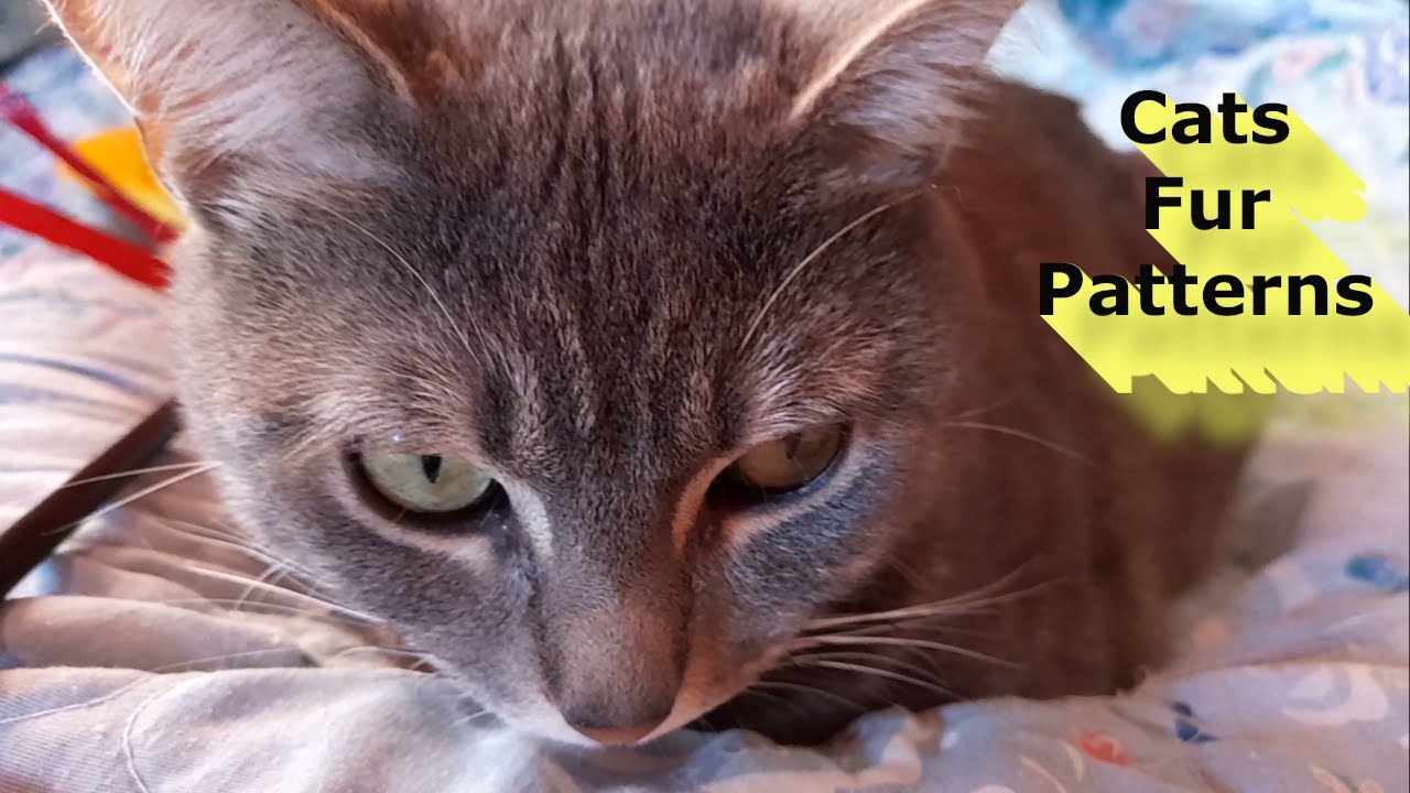 Cats Fur Patterns, Markings, And Color Variations - YouTube