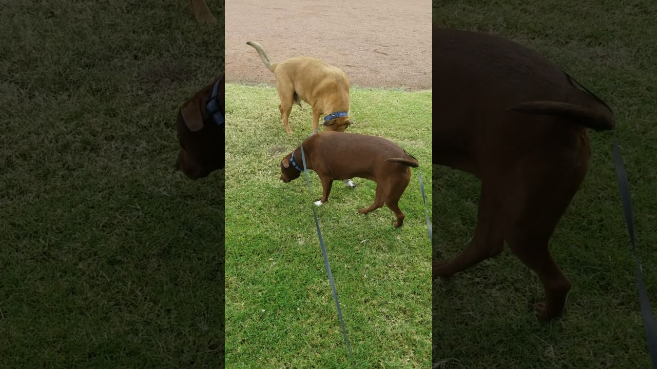 Oops....caught wyatt pooping. LABRADOR - YouTube