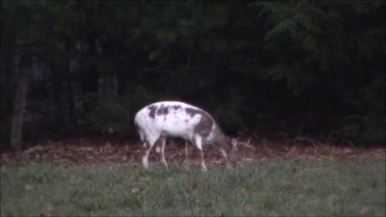 piebald whitetail deer buck 6 pointer on Iron Mountain - YouTube
