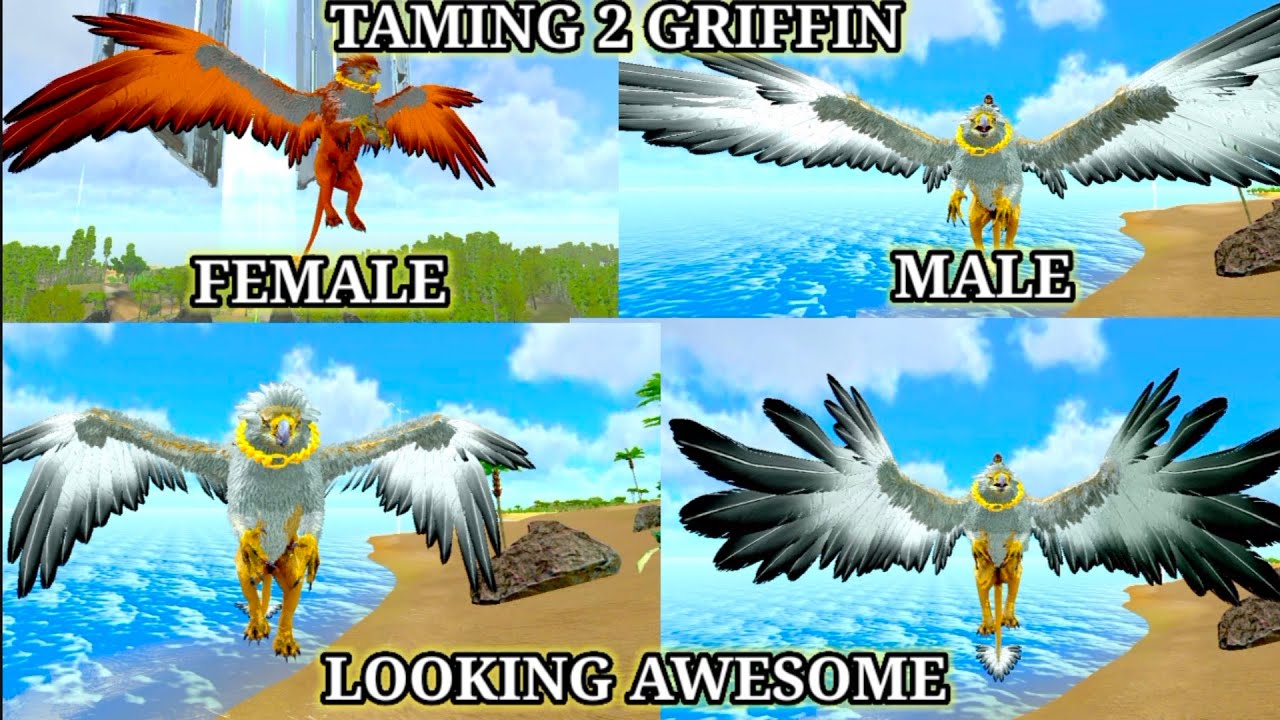 TAMING 2 GRIFFIN MALE AND FEMALE FOR BREEDING LOOKS AMAZING BOTH 🤩 ...