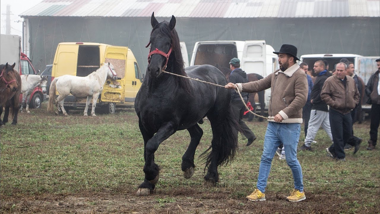 Targul de cai frumosi, cai de rasa de la Mizil, Prahova 16 Noiembrie ...