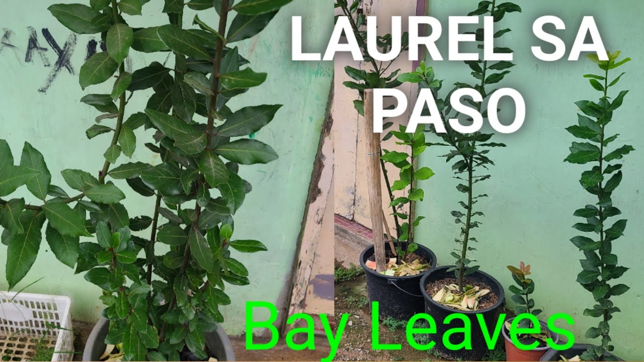 Bay Leaves or LaurelMadaling Paraan ng Pag aalaga ng Laurel|Dahon ng ...
