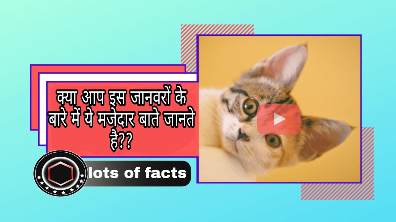 19 Amazing Animal Facts In Hindi 70 19-amazing-animal-facts-in-hindi-70
