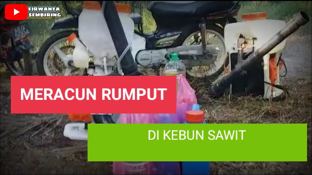 #meracun_rumput#racunecospray. Cara MERACUN /rumput di kebun Sawit ...