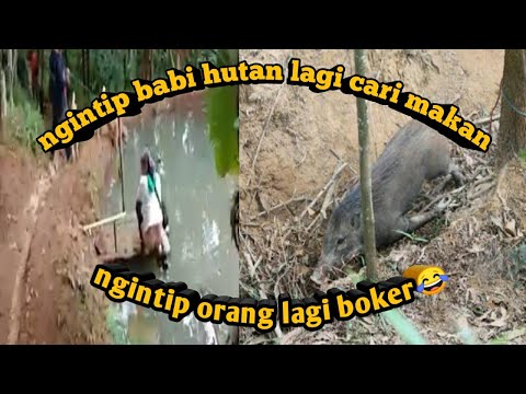 NGINTIP ORANG LAGI BOKER❗NGINTIP BABI HUTAN LAGI CARI MKAAN