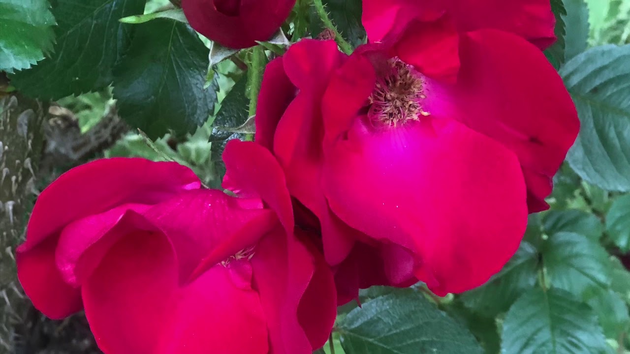 Blooming Roses can’t wait for fully bloom next week - YouTube
