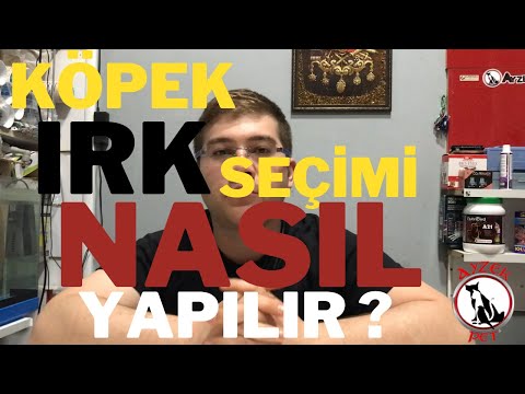 Köpek Irk Seçimi Nasıl Yapılır ? -Ayzek Petshop