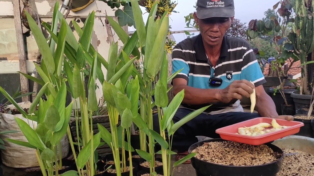 CARA PERBANYAK TANAMAN GARUT DARI UMBI BUAH NYA !! PART 1 - YouTube