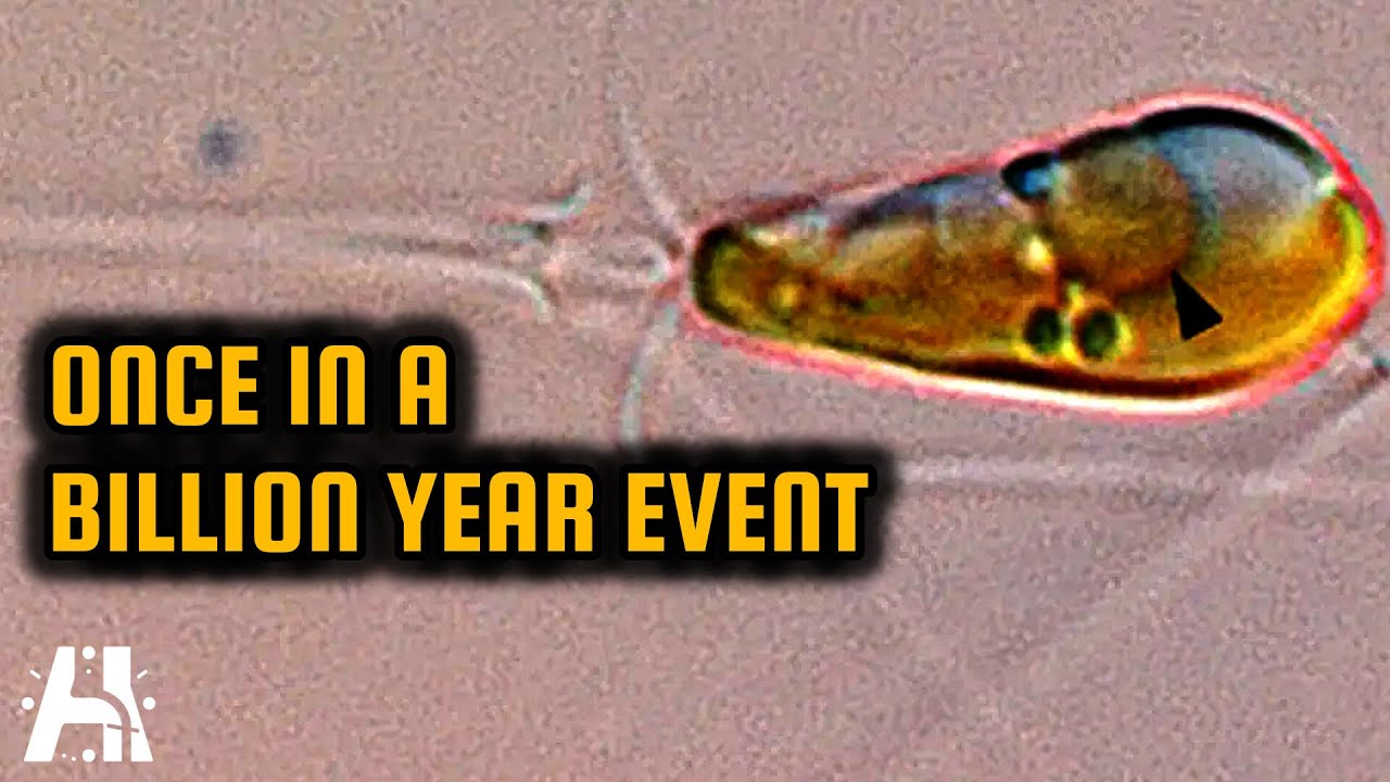 Two Lifeforms Merging To Create A New Cell - Nitroplast - YouTube