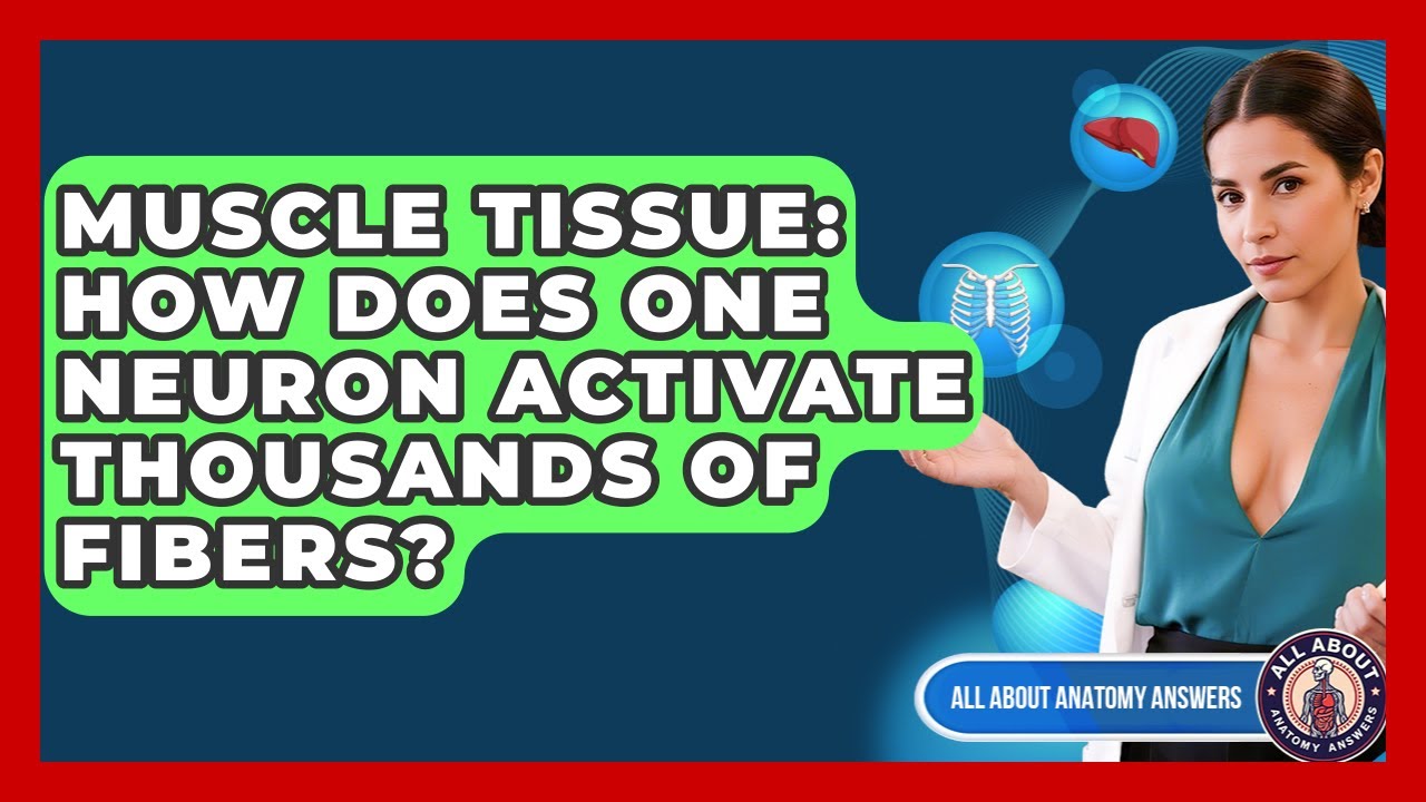Muscle Tissue: How Does One Neuron Activate Thousands Of Fibers? - All ...
