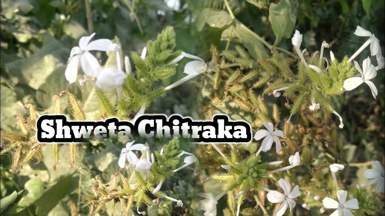 Chitraka Medicinal Plant | Shweta(White) Chita | - YouTube