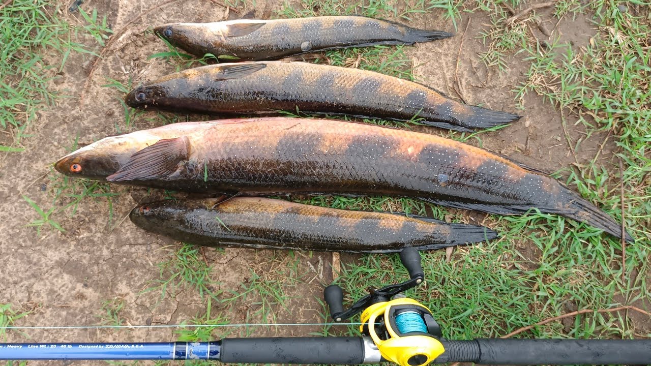 Marel (ಹವಲ್ ಮಟ್ಟ) ಯಾವ ಜಾಗದಲ್ಲಿ ಈ ಮೀನು ಸಿಗುತ್ತೆ #viral#fish #video # ...