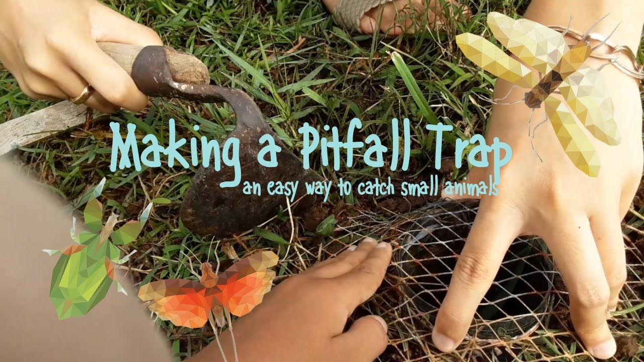 Making a Pitfall Trap [Practicum Guide Lines] - YouTube