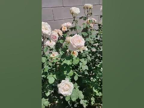 Роза Экскалибур! - YouTube
