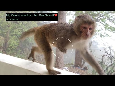 No One Understands My Pain… I May Be Voiceless, But I Have a Heart 💔🐒#monkey#animals #trendingvideo 