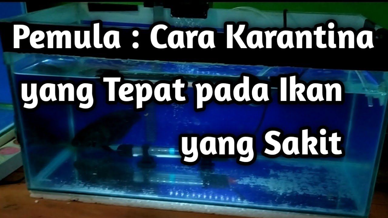 Pemula : Cara Karantina yang Tepat pada Ikan Sakit - YouTube