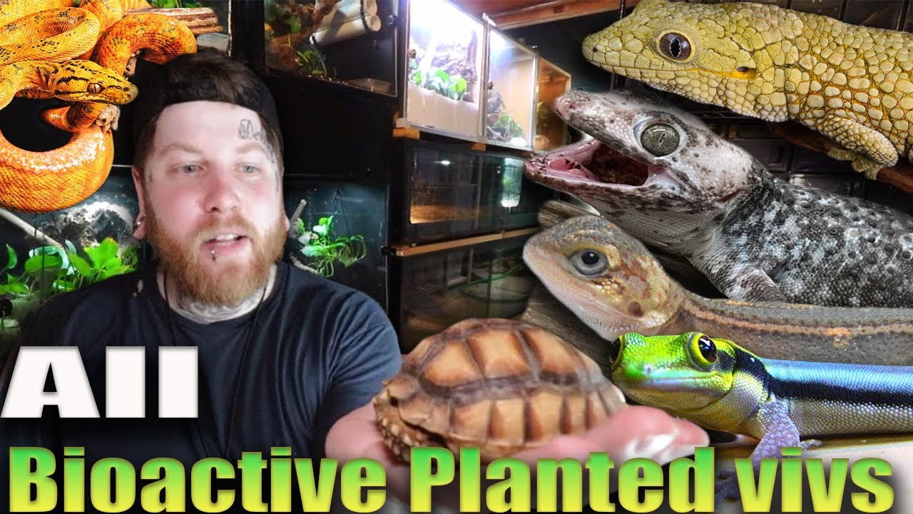 Reptile Room Tour, But It's All Bioactive Enclosures | Over 100 ...