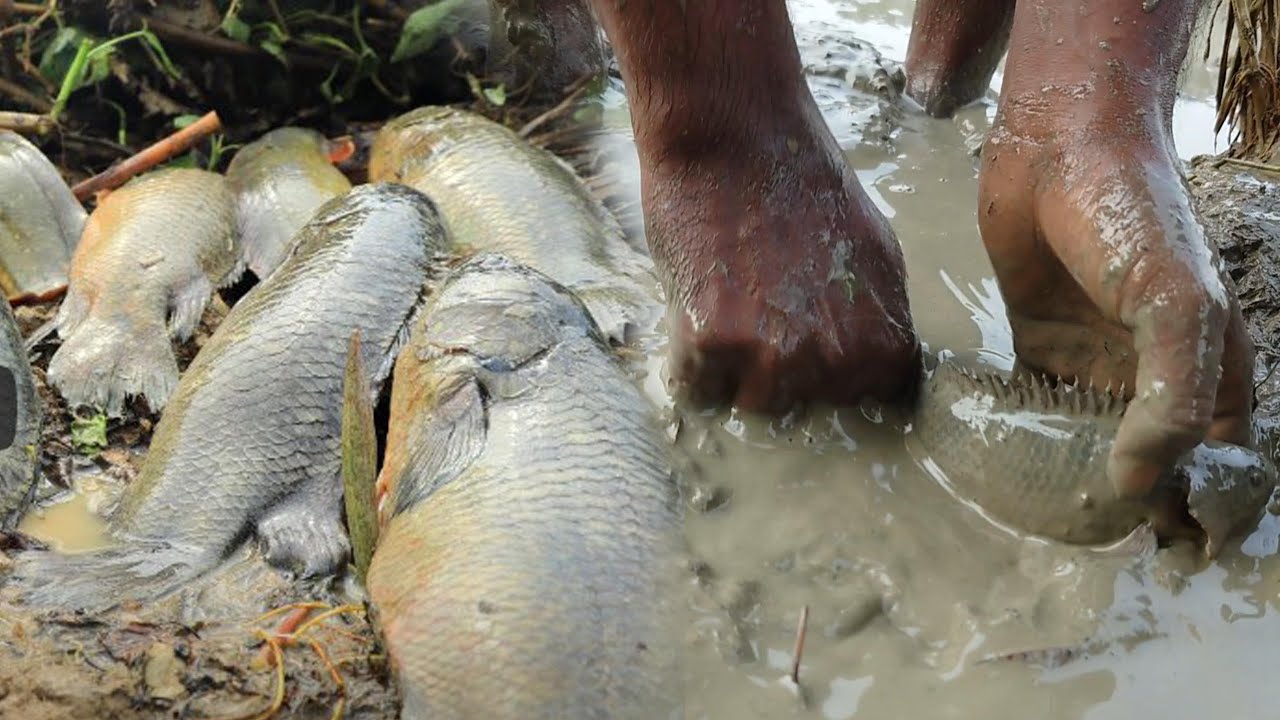 Really Amazing Hand Fishing | Catching Climbing Perch Fish & Catfish by ...