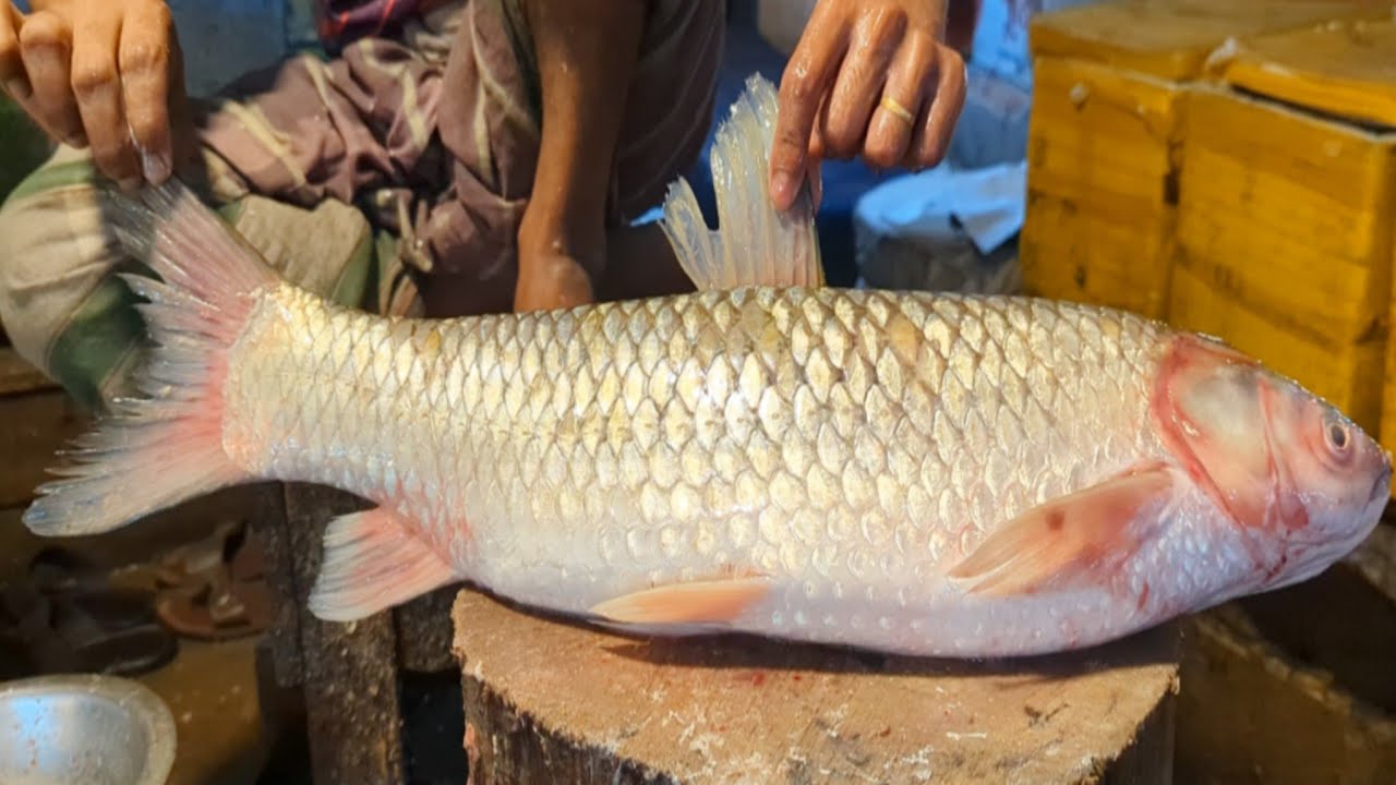 Amazing Giant Grass Carp Fish Cutting Skills In Bangladesh Fish Market ...