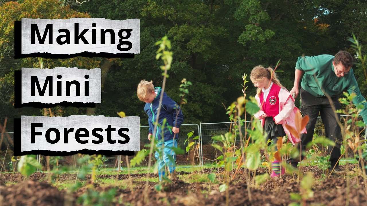 Planting mini forests with Hampshire Forest Partnership - YouTube