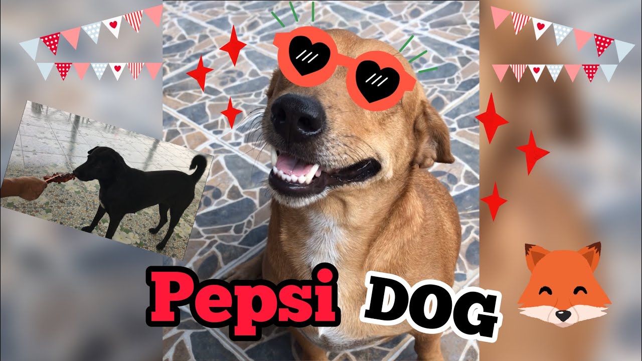 Pepsi Dog at my home!!! # EP 13 - YouTube