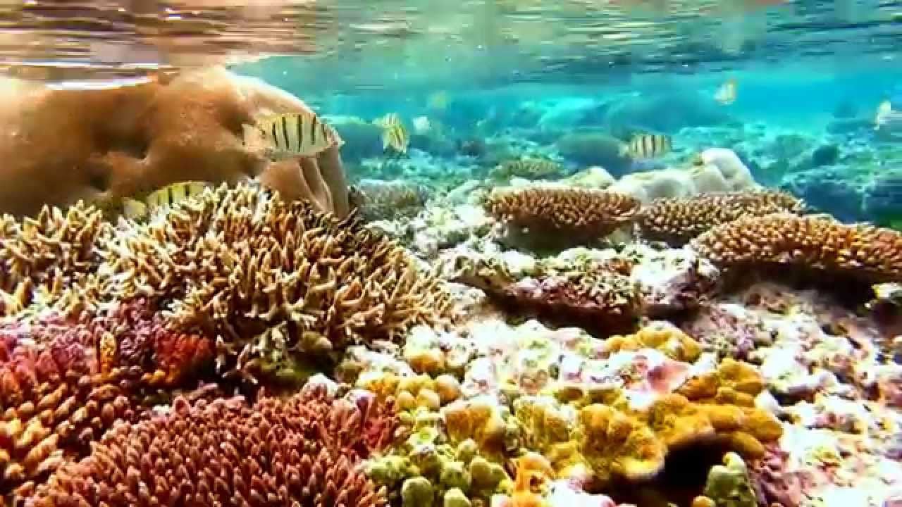 Fish and coral, Tanna Island, Vanuatu - YouTube