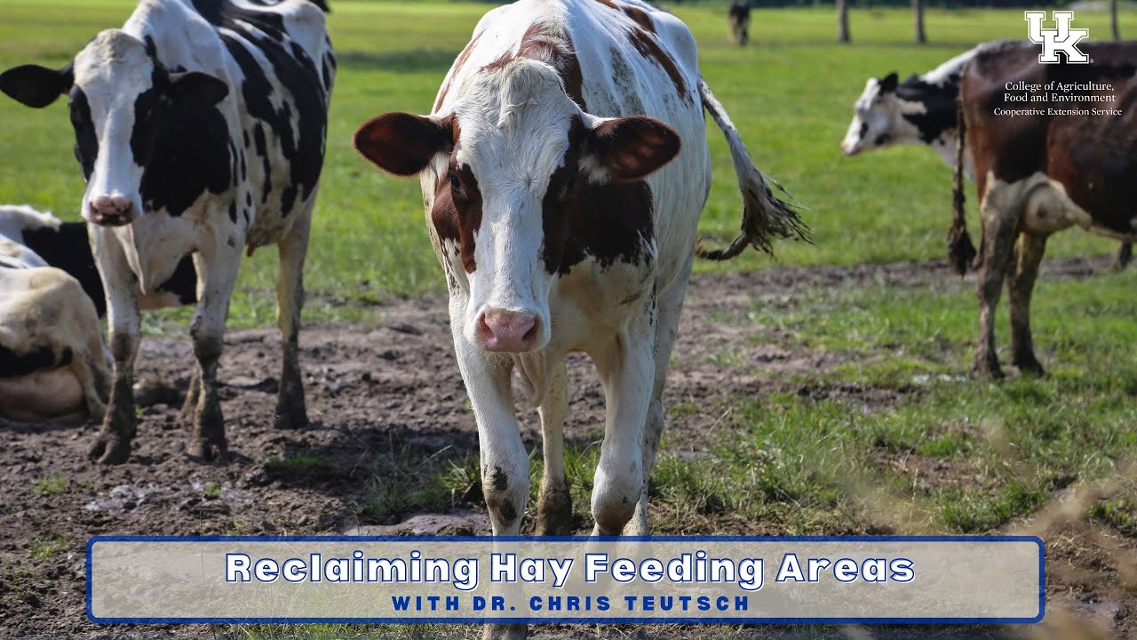 Reclaiming Hay Feeding Areas - YouTube