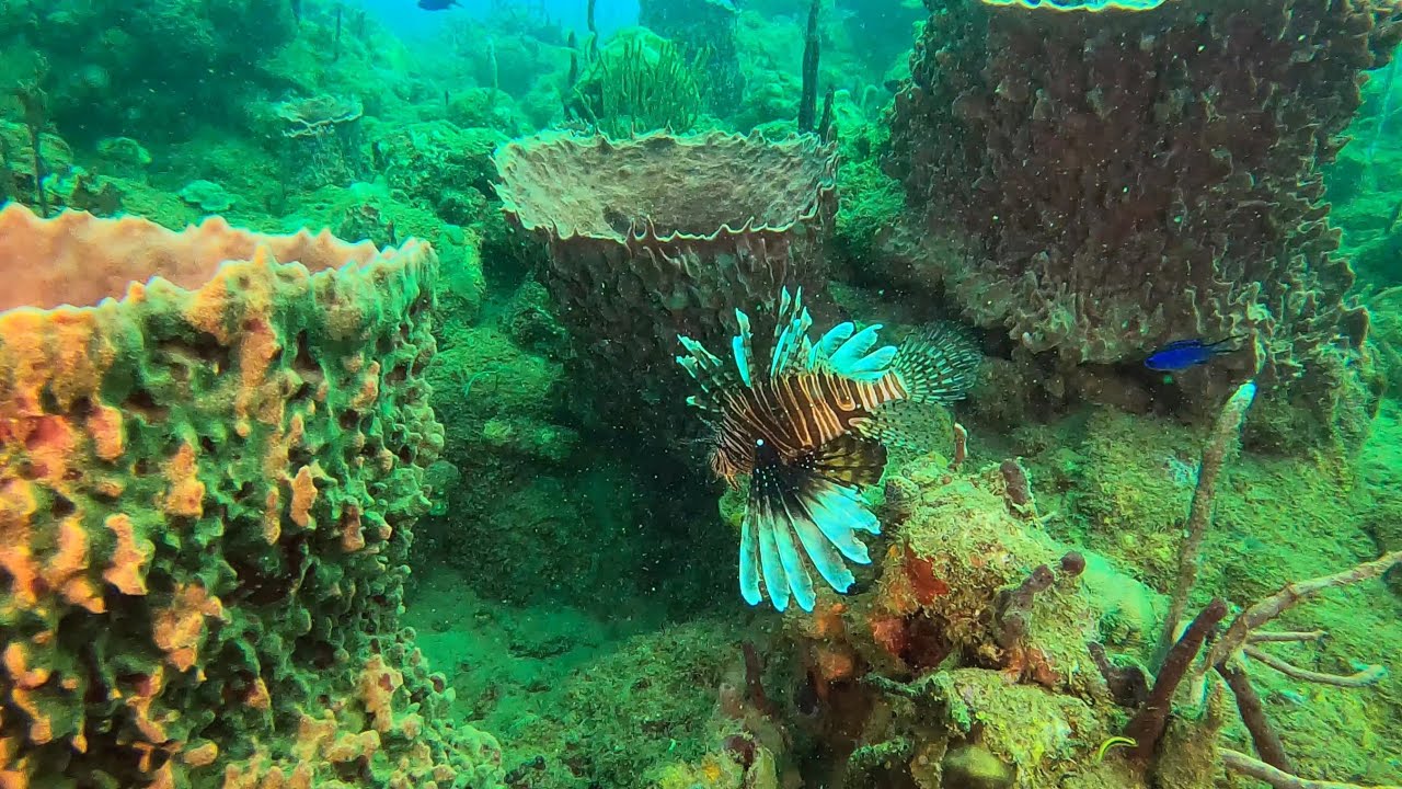 Diving Rincón Puerto Rico - YouTube