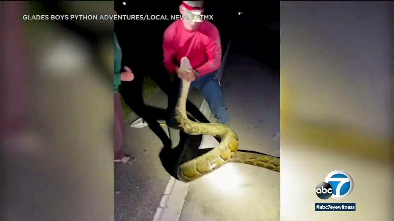 Group of hunters catch longest female Burmese python in Florida - YouTube