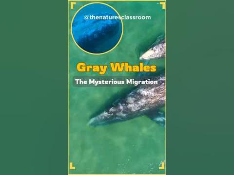 The Mysterious Migration 🐋🐋 #graywhale #whale #whales #seacreatures # ...